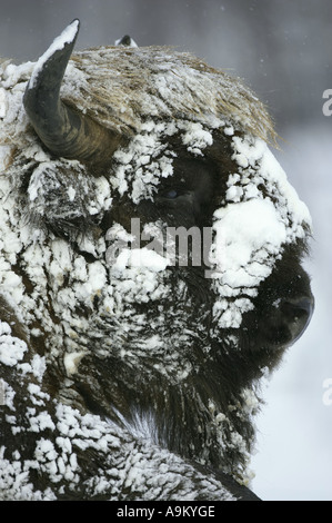 european bison portrait on snow background Stock Photo - Alamy