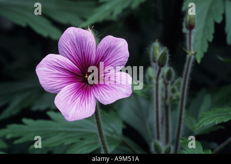 Giant geranium at the Welsh Botanic Gardens Geranium maderense native ...
