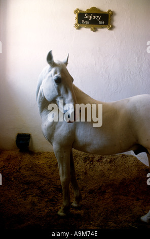 Lipizzaner Horses Austrian Federal Stud Piber Austria Europe SB Stock ...
