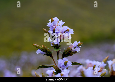 Strobilanthes kunthiana Flowers at Munnar Kerala India Neelakurinji ...