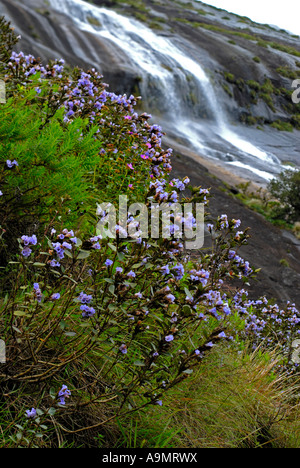 Strobilanthes kunthiana Flowers at Munnar Kerala India Neelakurinji ...