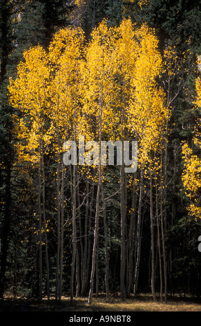 Birch trees on the North Rim of the Grand Canyon National Park in ...