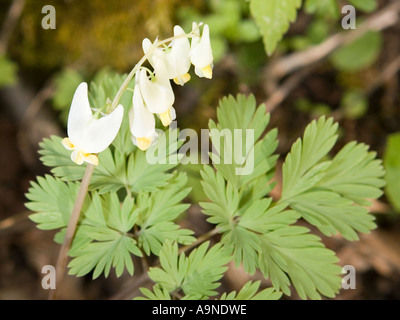 Dutchman s Britches Stock Photo - Alamy