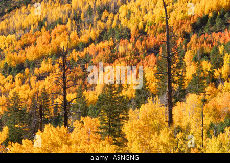 autumn foliage, boulder mountain, utah Stock Photo - Alamy