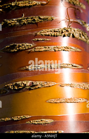 Tibetan Cherry or Paper Bark Cherry - Prunus serrula tibetica Stock ...