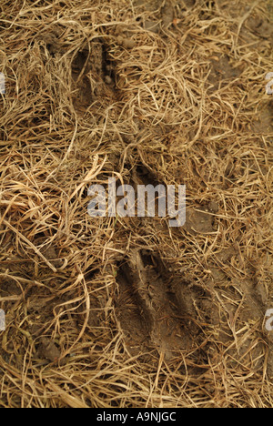 Deer Footprint In Mud Stock Photo - Alamy