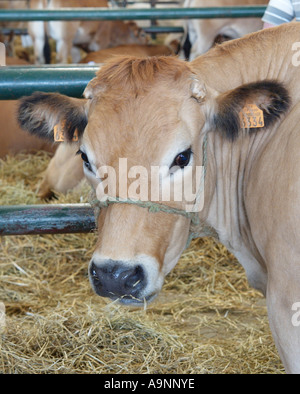 Parthenaise Cattle, a French Breed, Cow Pulling Cart Stock Photo - Alamy