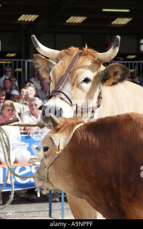 Adorable Parthenaise French cattle breed in a field Stock Photo - Alamy