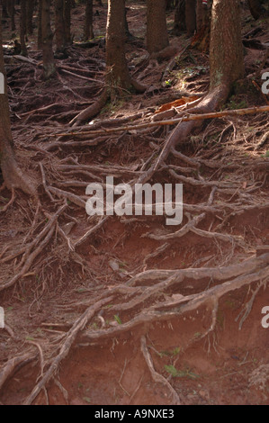 Spruce tree roots in Tatra Mountains Stock Photo - Alamy
