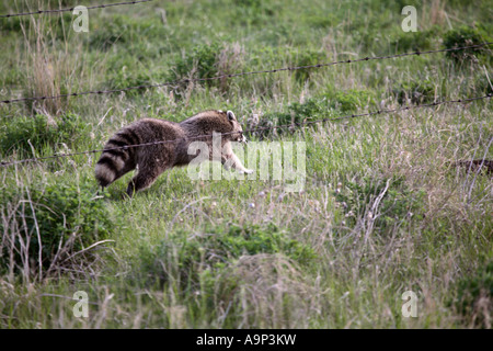 Scurrying raccoon in Saskatchewan Stock Photo - Alamy