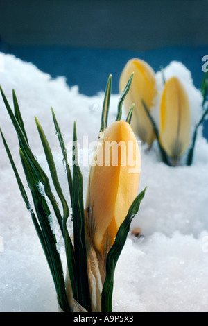 Blooming yellow and crocuses Stock Photo - Alamy