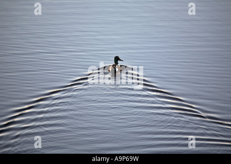 Northern Shoveler drake in Saskatchewan pond Stock Photo - Alamy
