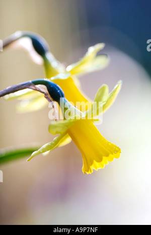 daffodil, daffodil, narcissus, against the light Stock Photo - Alamy