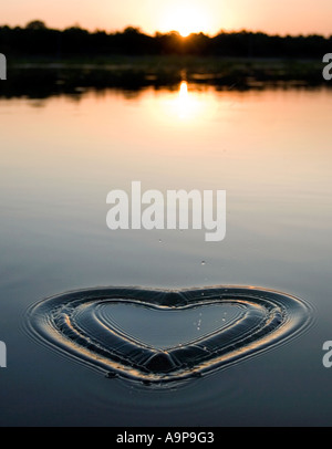 Heart shaped water ripple on the surface of a lake in India at sunrise ...