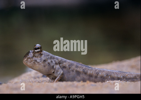 Mudskipper (Periophthalmus sp Stock Photo - Alamy