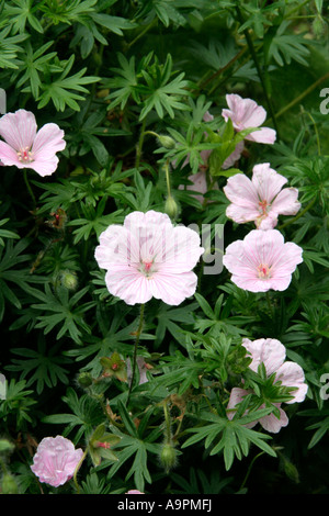Geranium sanguineum 'Striatum' an herbaceous perennial spring summer ...