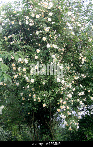 The David Austin Rose Malvern Hills is a freely flowering rambler with ...