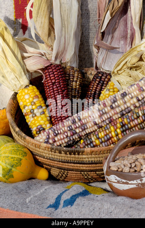 Squash, maize, and beans, the three sisters of Native American ...