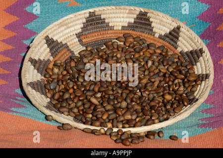 Pinon nuts, an important food of Southwestern Native Americans in a ...