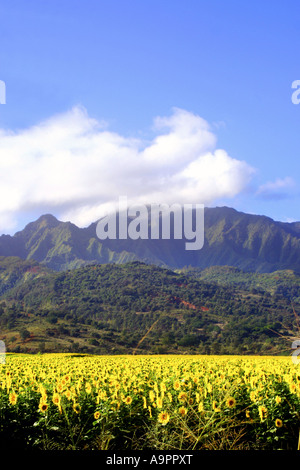 Hawaii, Oahu, North Shore, Sunflower Field Stock Photo - Alamy