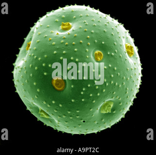 A scanning electron micrograph (SEM) of a Dianthus petal, magnified ...