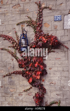 Red autumn ivy on stone stairs of a mansion Stock Photo - Alamy