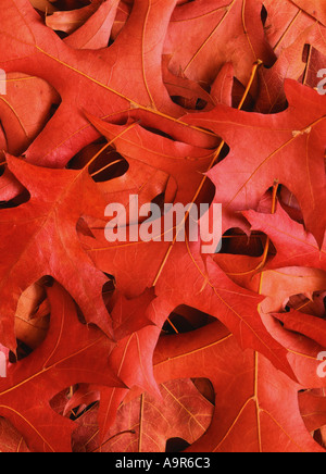 Red, Autumn Leaves, Pin Oak, Quercus palustris Swamp Oak autumn ...