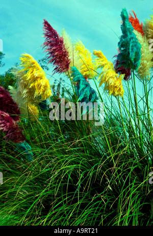 Colored Pompous (pampas) Grass swaying in the wind on a sunny day Stock ...
