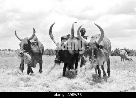 Traditional threshing of Teff (Eragrostis tef) by making Zebu cattle ...