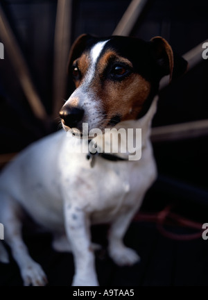 Pretty Jack Russel terrier bitch dog Stock Photo - Alamy