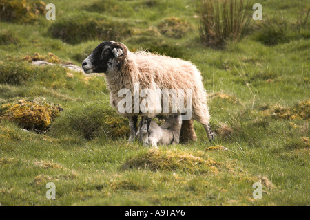 Matson Ground Organic Farm Windermere Cumbria Stock Photo - Alamy