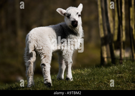 Spring Lambs on Matson Ground Estate Organic Farm Windermere Cumbria ...