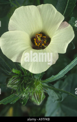 Hibiscus trionum Flower-of-the-hour Stock Photo - Alamy