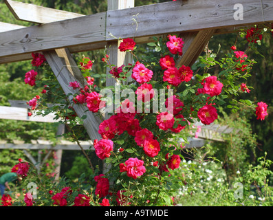 A red Henry Kelsey Hybrid Kordesii climbing rose Stock Photo - Alamy