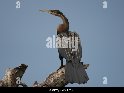 African darter (Anhinga rufa) dead in tree, Chobe national park ...