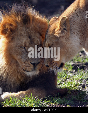 Male and female asiatic lions nuzzling Stock Photo - Alamy