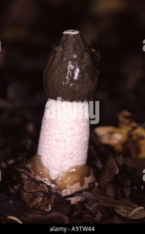 Dog Stinkhorn, Mutinus caninus, inedible fungus Stock Photo - Alamy