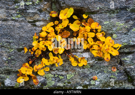 Dwarf willow Salix herbacea in arctic tundra Norway, amongst lichens ...