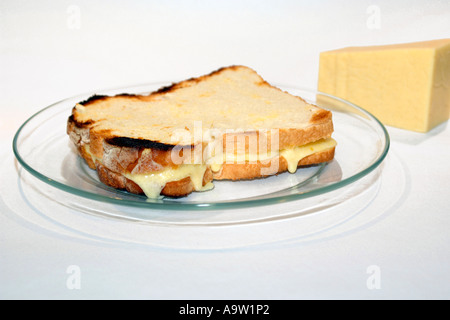 Toasted Cheddar Cheese sandwich with the liquified cheese oozing out ...