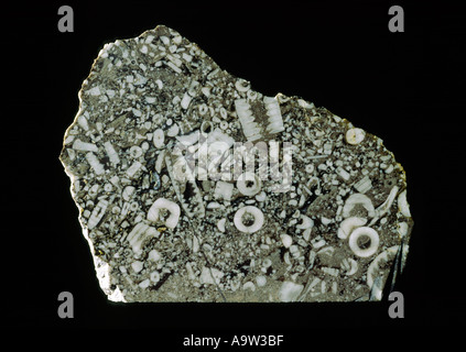 Crinoidal Limestone (UK) sedimentary rock Stock Photo - Alamy