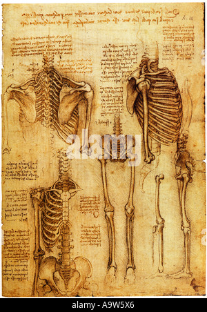 Leonardo da Vinci Anatomical studies skeletal system Stock Photo - Alamy