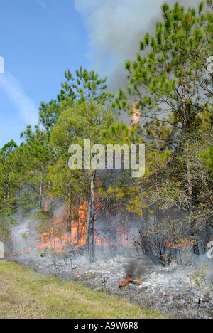 Firemen use a controlled burn technique to clear dead underbrush from ...