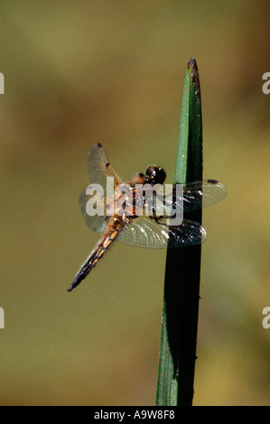 Four-spotted chaser Libellula quadrimaculata, adult female flying, egg ...