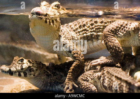 Two baby crocodiles in a tank in Cambodia Stock Photo - Alamy
