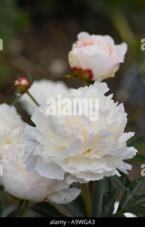 Close-up of white peony blooms with yellow centers and closed green ...