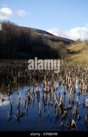 Cwm Darren Park, Bargoed, South Wales Stock Photo - Alamy