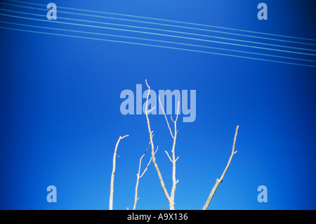 DEAD TREE UNDER POWER LINES Stock Photo - Alamy