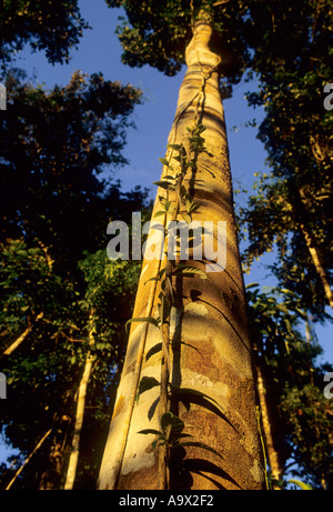 Amazonia Brazil Tall trees of Amazonian forest with sky Stock Photo - Alamy