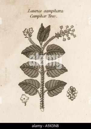Plants - Laurus Stock Photo - Alamy
