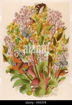 LONDON PRIDE & GOLD. ROD Stock Photo - Alamy